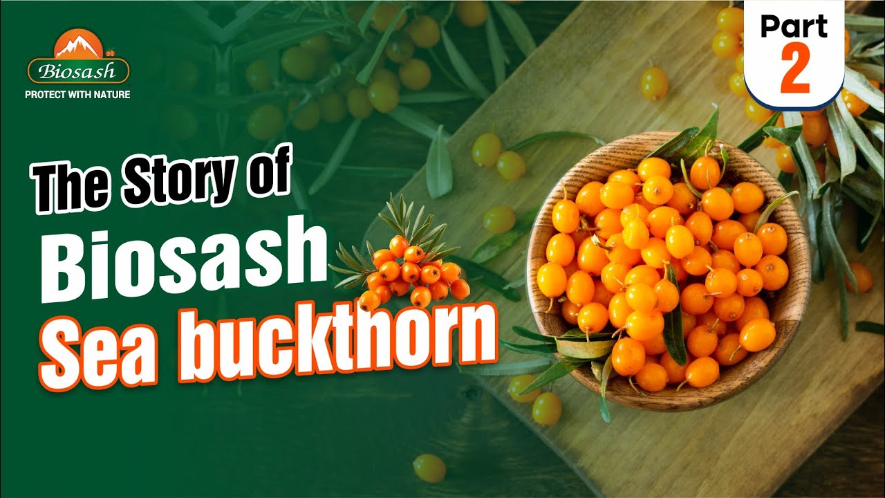 The story of Biosash Seabuckthorn- Part 2 - YouTube