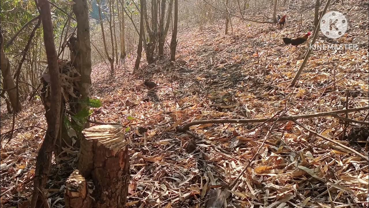 cuab qaib qus /20/2/2024,tuaj zoo heev. - YouTube