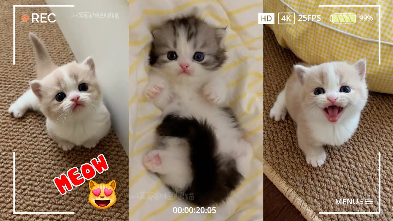 Little kittens and cats Awww so cuteeee 😻💗 | Cat Island - YouTube
