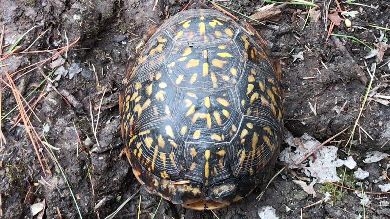 Turtles Are Ex"SHELL"ent (Water Wonders, Ep. 14) - YouTube