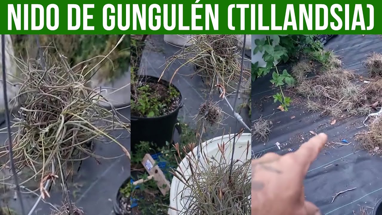 Usos del Nido de Gungulén (Tillandsia Recurvata) - YouTube