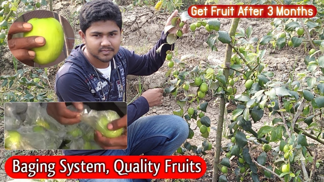 Bagging System and Good Quality Fruit in Apple Ber Farming & Fruiting ...