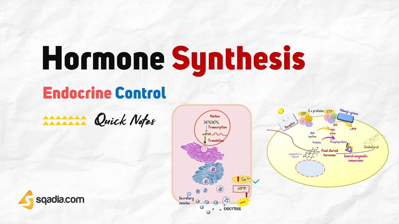 Endocrine Control | Hormone Synthesis - YouTube