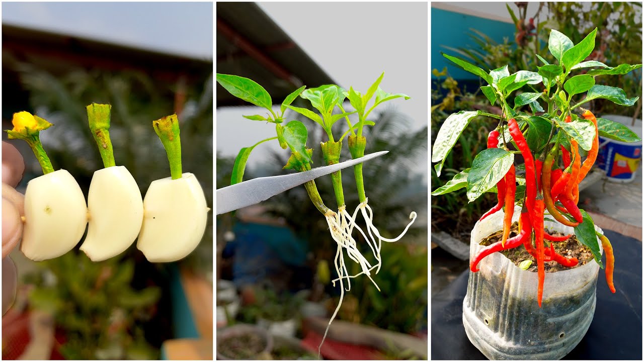 Simple way to grow chili plant at home from stem || Best propagation ...