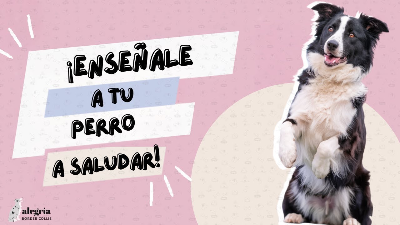 Cómo enseñar a tu perro a saludar 🐶 | Truco fácil paso a paso - YouTube
