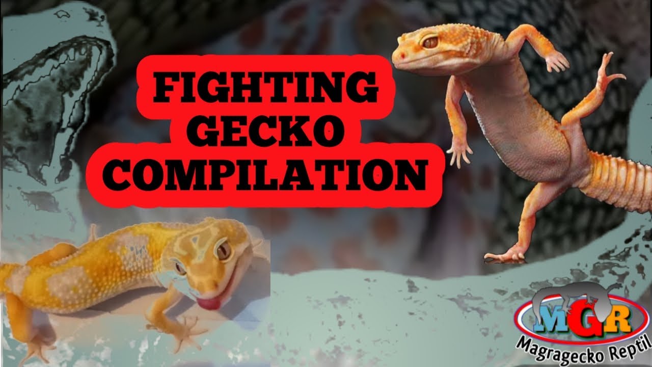 Gecko fight all out on battle #Battledamage - YouTube