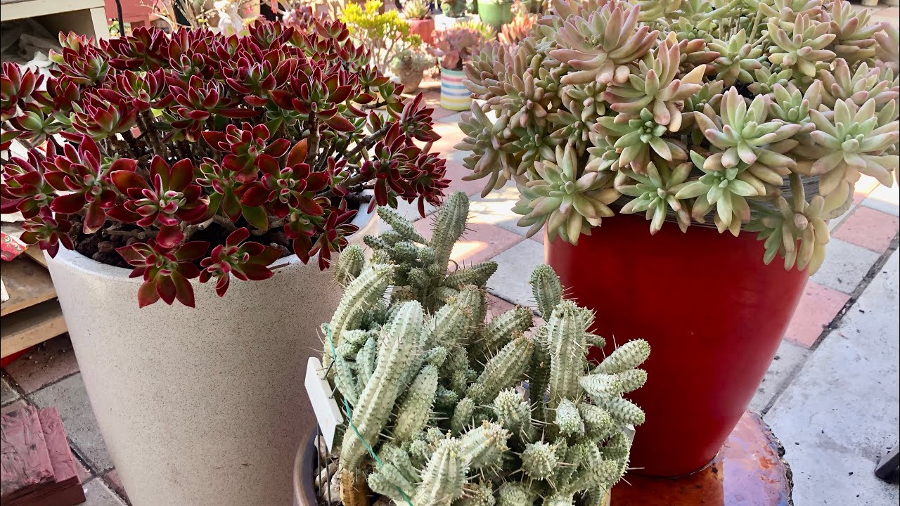 How to Grow Big Succulent Clusters - YouTube