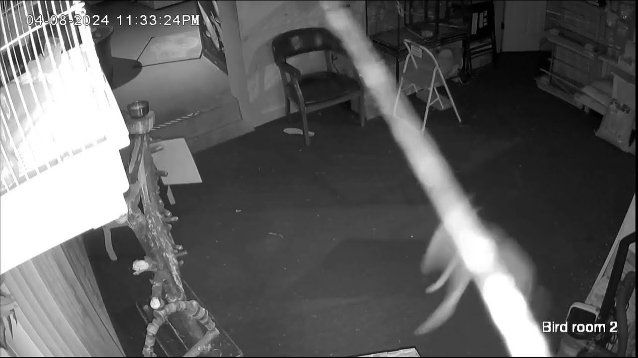 Dog Attacked by Poltergeist Caught on Home CCTV - YouTube