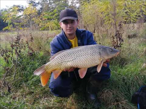 Saran Juzna Morava Mramor (Carp on river Juzna Morava Serbia) - YouTube