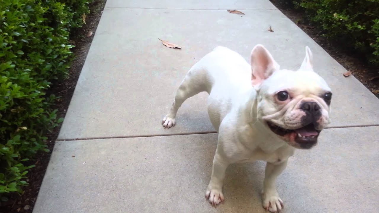 French Bulldog Happy I'm Home from Work - Lucy the Frenchie - YouTube