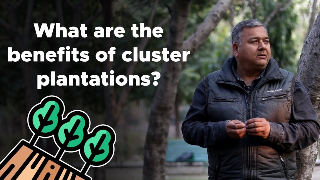 What is cluster plantation and what are its benefits? - YouTube
