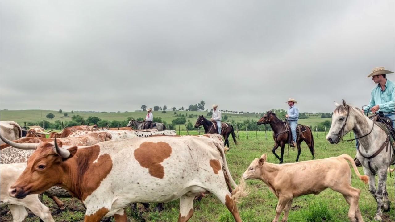 COTTON, CATTLE, AND RAILROADS (Final Project) - YouTube