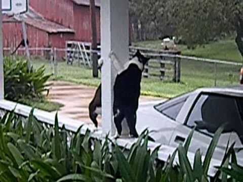 Cat fight directly after Dog versus Deer