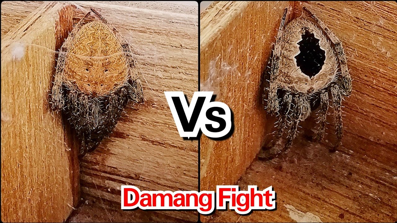 Damang Fight - Gagamba Fight | Gagamba Tv - YouTube