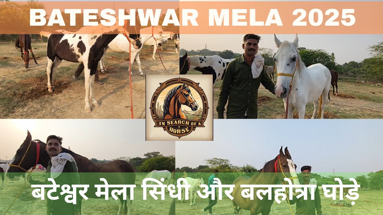 Bateshwar Mela UP Horse Fair | बटेश्वर मेला आगरा उतार प्रदेश। India ...