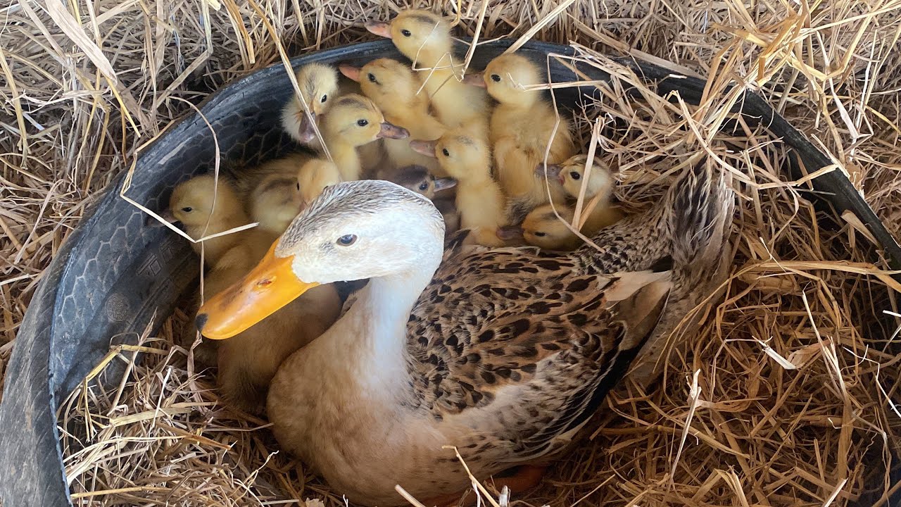 Amazing Pekin Duckling Hatching From Eggs - New Yellow Duck Born - YouTube