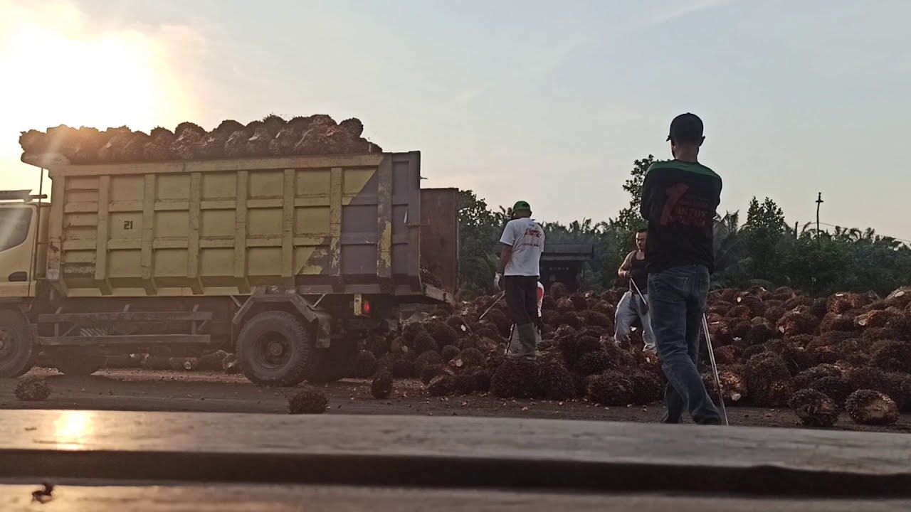 Dump truk sawit bocor selangnya, jadi bongkar manual di loading ramp ...