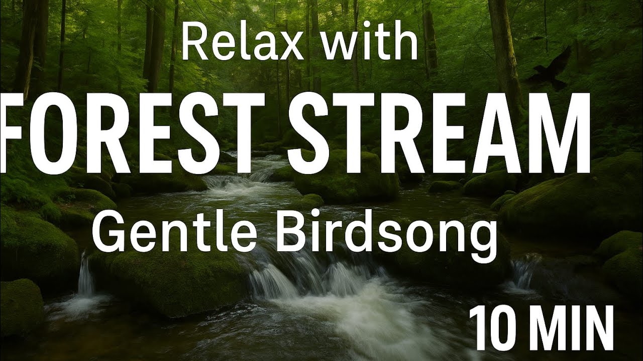 Mind Relaxing Forest Meditation Rain and Bird Ambience 10 min Nature ...