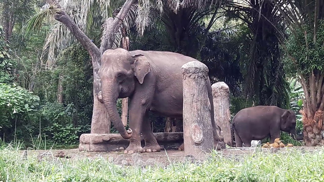 gajah indonesia - YouTube
