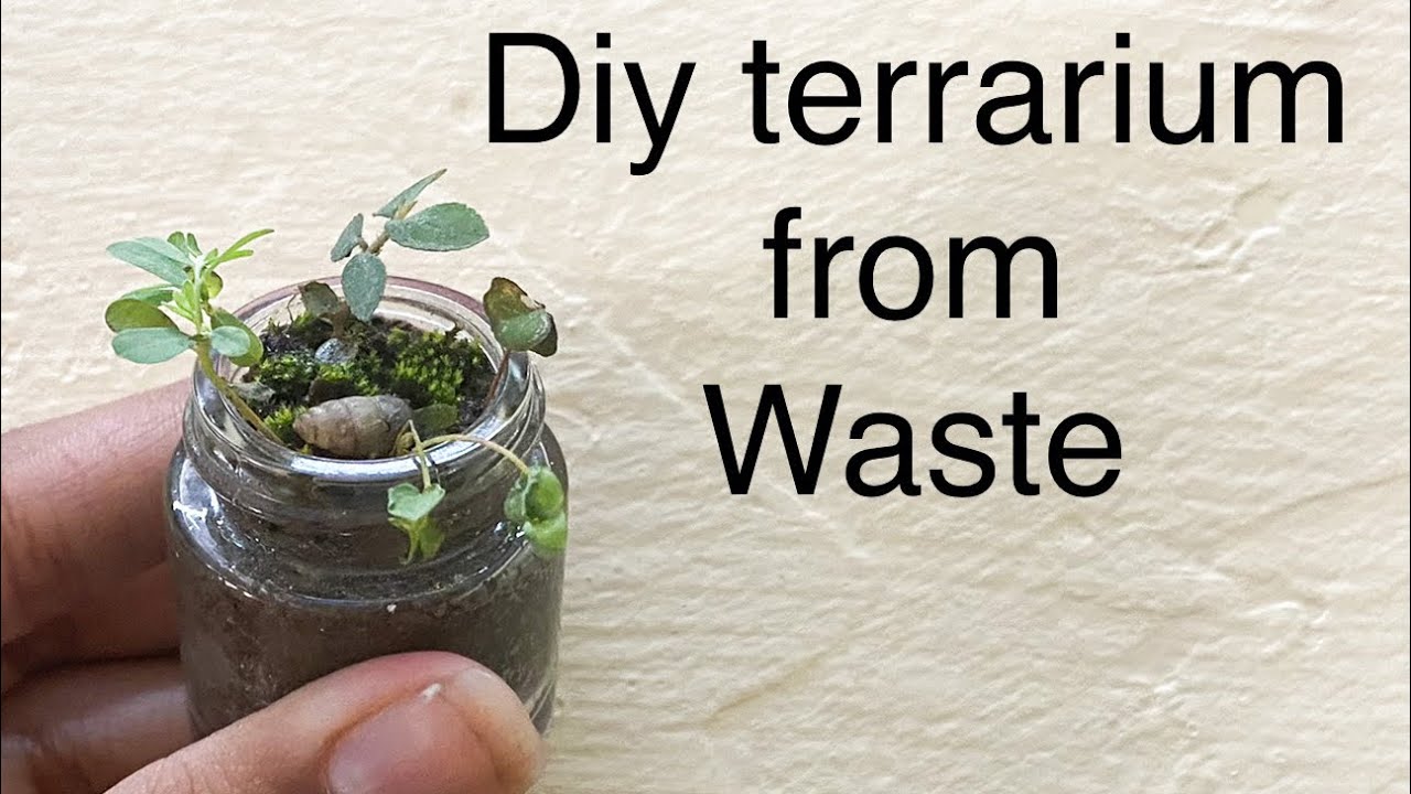 Diy terrarium/recycle empty colour container - YouTube