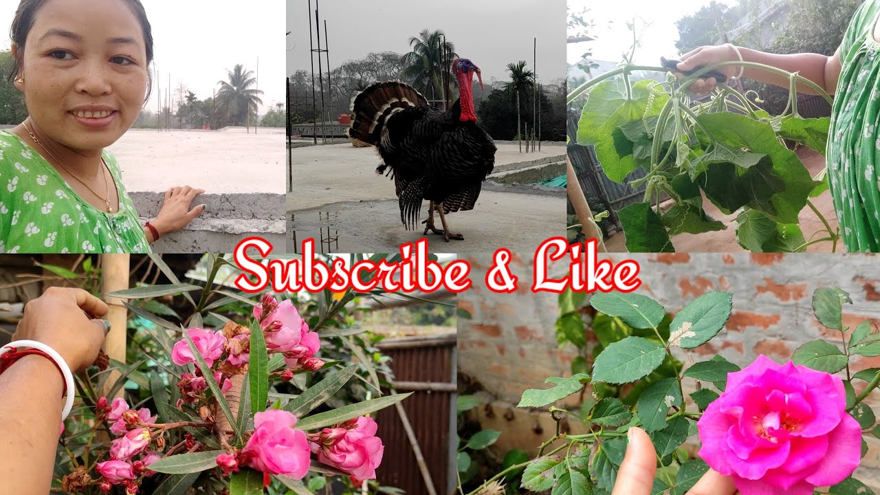 Sini turkey saka ka mani onkhor na se soiliya//Daily vlogs ...