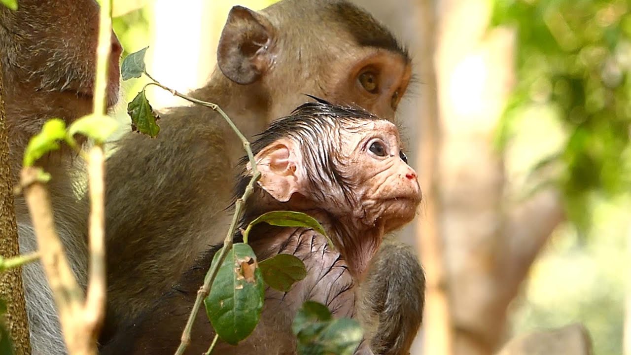 Updating Jane family, Both cute Jonna & little Jazzy monkey - YouTube