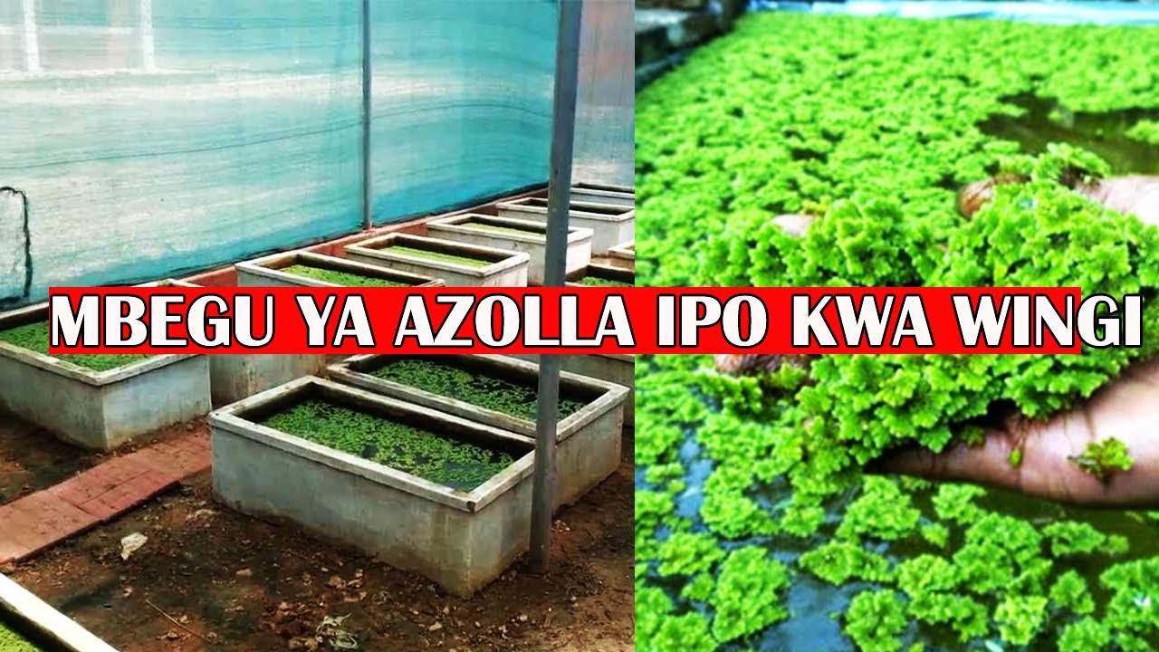 Kilimo cha Azolla Tanzania |Punguza gharama ya malisho ya mifugo tumia ...