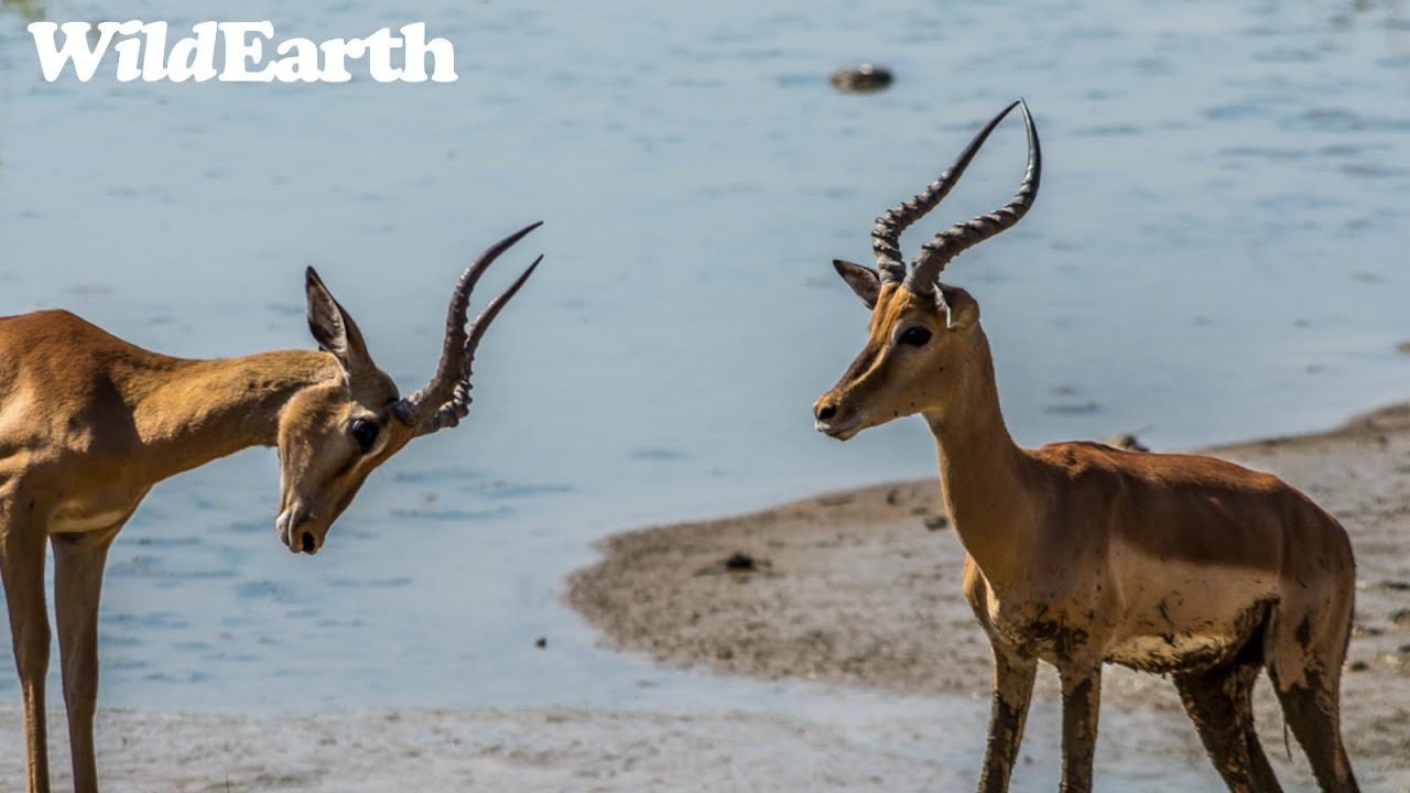 WildEarth - Live at the Waterhole 25 December 2023 - YouTube