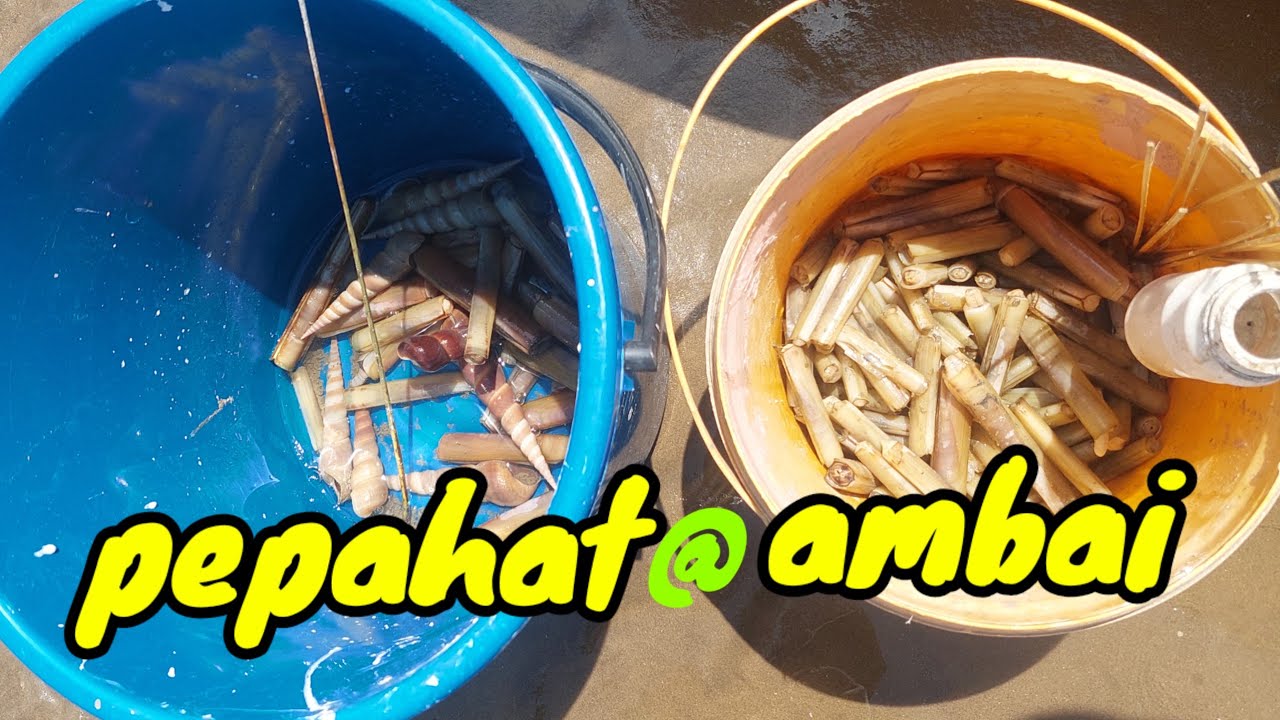 ‼️Pengalaman Luar Biasa ️Mencari Pepahat D Pantai Muara Laut Mantap‼️ ...