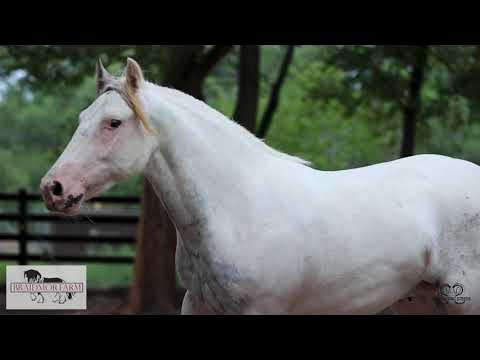 Unique color young Gypsy Vanner horse - Gelding - Braidmor Farm - New Mexico - YouTube