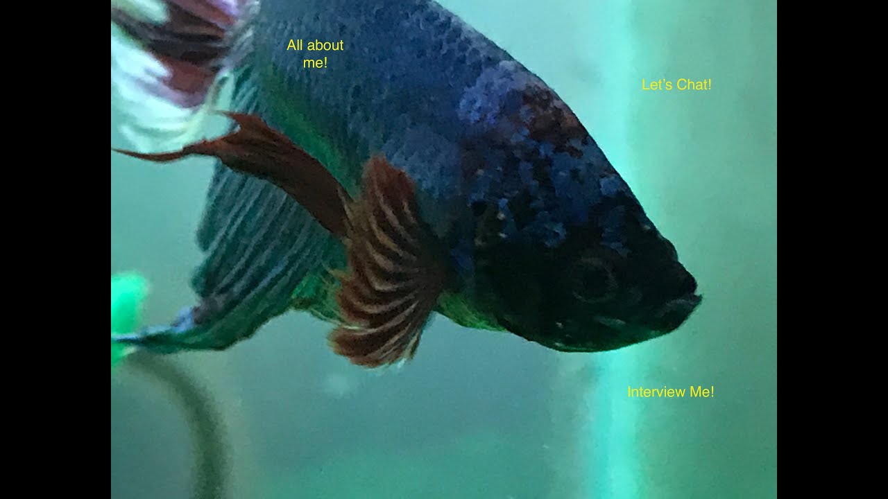 Interviewing My Pets! -Rubious :) - YouTube