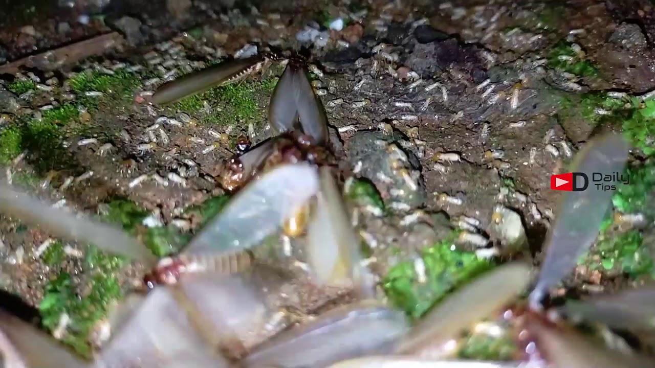 winged Termites ചിതൽ ചിറക് വെച്ച് ഈയലായി വരുന്ന കാഴ്ച | chithal eeyal ...