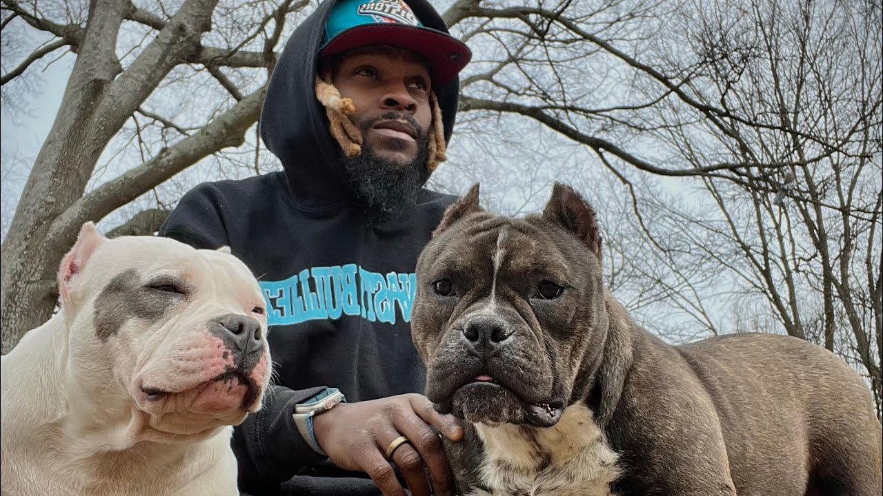 A preview of Dynasty Bulliez Females - YouTube