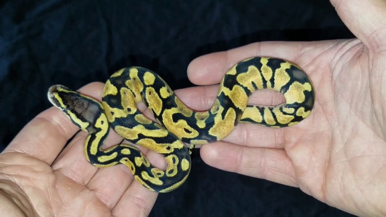 2017 results Vanilla X Lemon Pastel Ball Python clutch @ Queen City Constrictors - YouTube