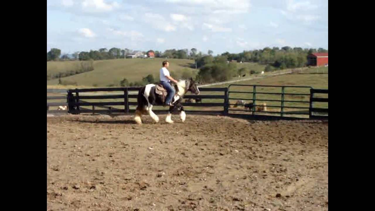 GYPSY VANNER STUD COLT - YouTube