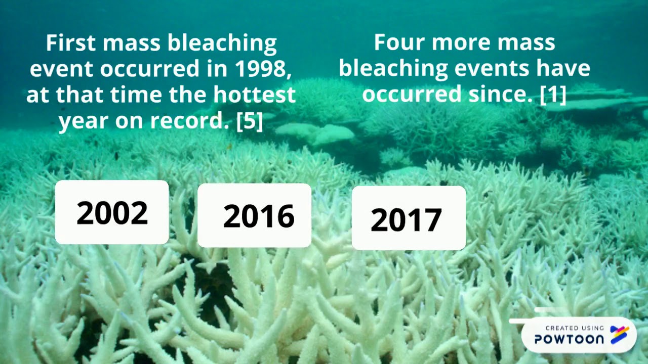 Great Barrier Reef Bleaching - YouTube