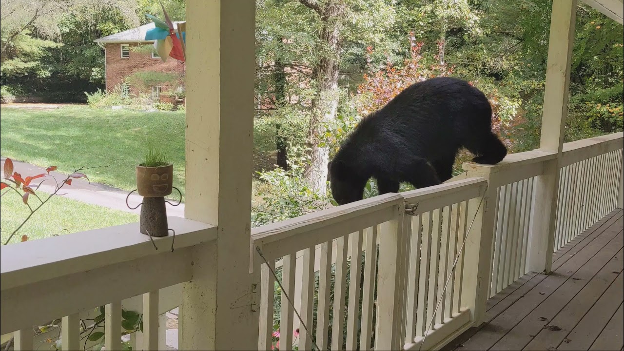 Bear Ruby — How to spot-check - YouTube