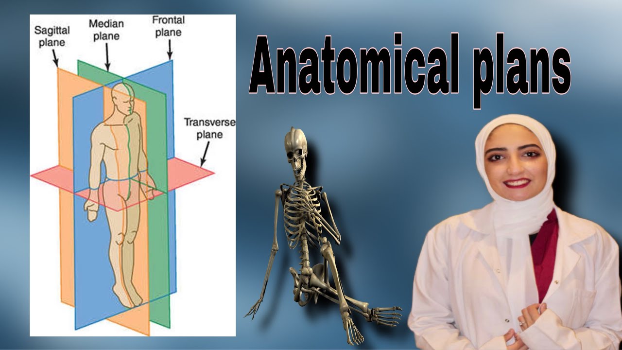 Anatomical plans ( sagittal _frontal _ transverse) - YouTube