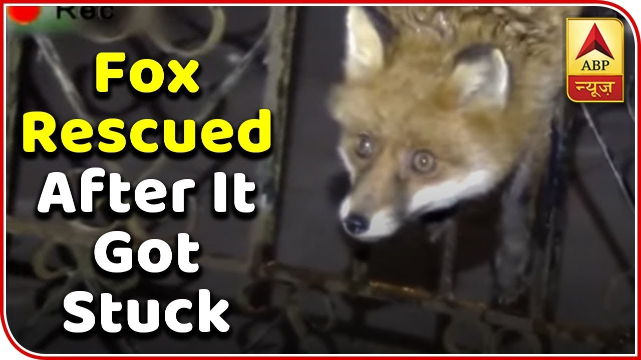 Fox Rescued After It Got Stuck While Trying To Sneak Through The Gate ...