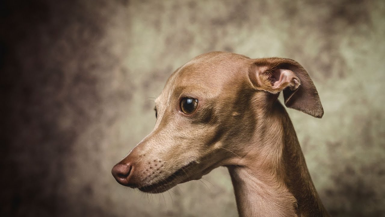 Italian Greyhound Bloopers and Outtakes: Witness the Silly Side! - YouTube