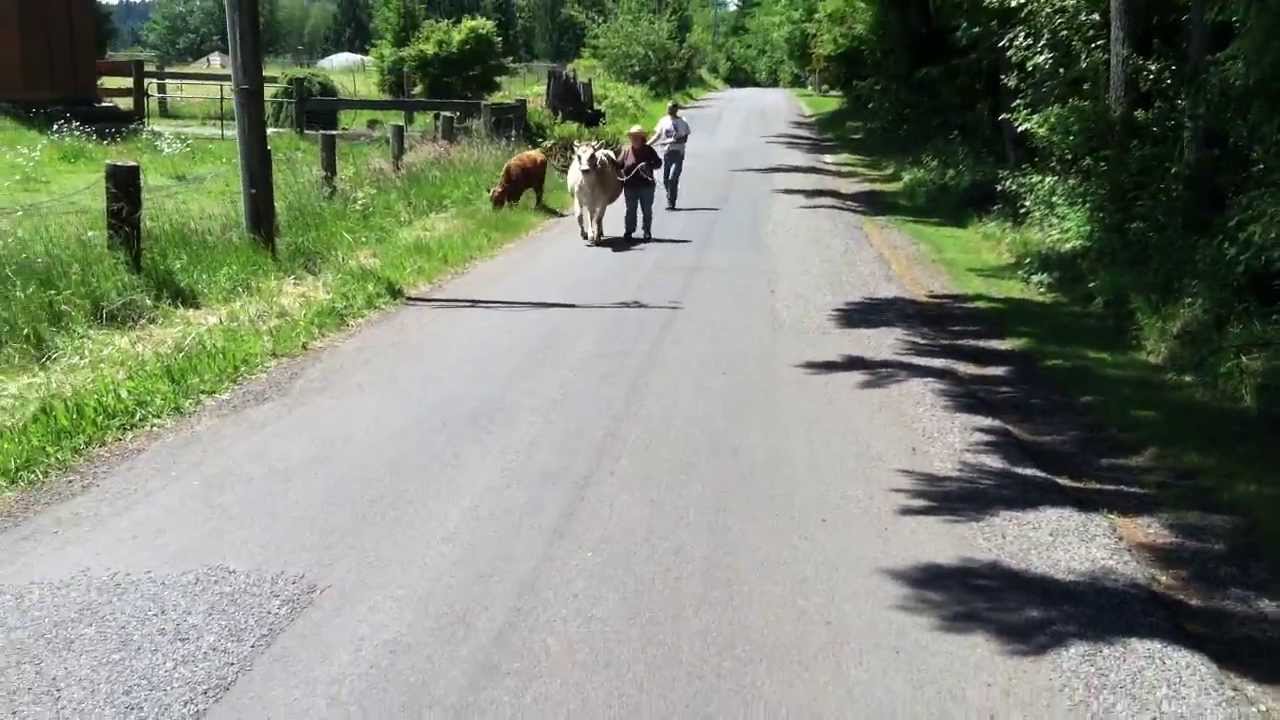 Teaching our Calf to Lead -- Part 6 of 6 (real time) - YouTube