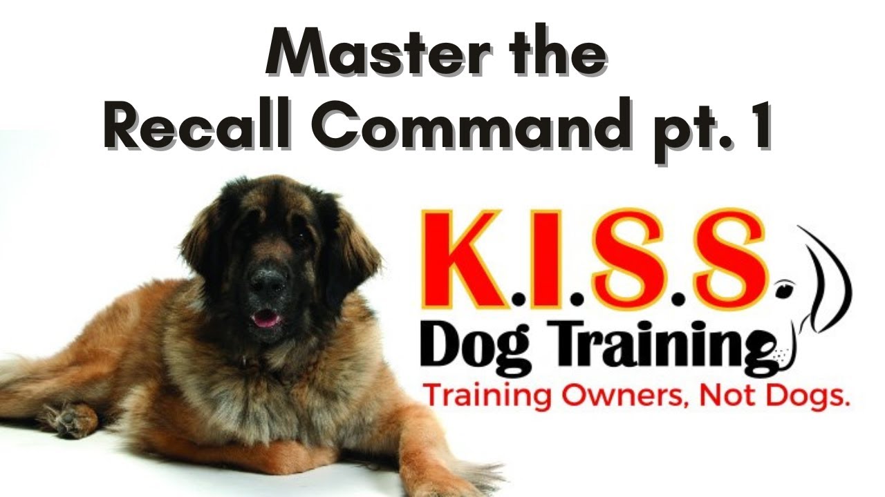 How to Master the Recall Command with K.I.S.S. Dog Training (pt.1 ...