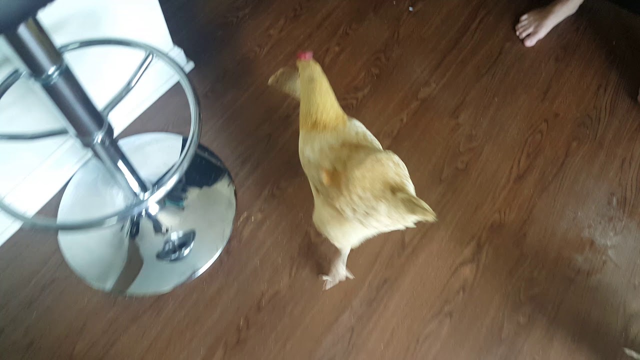 Chicken stealing bread and running. - YouTube