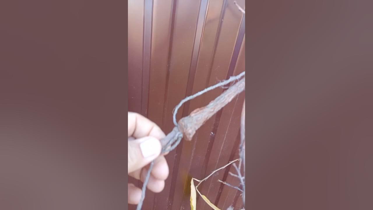 Актинидия. Сорт Джамбо. - YouTube