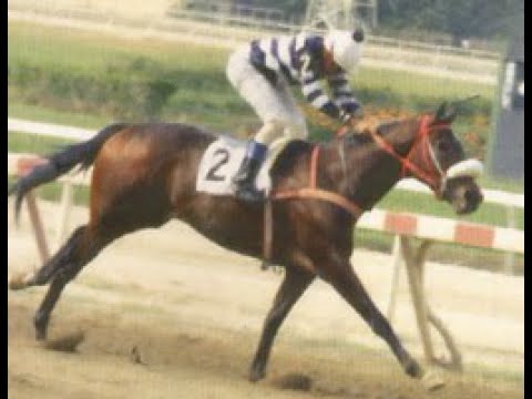 AL BORAK Clásico Cría Nacional (G1) 2001 - YouTube