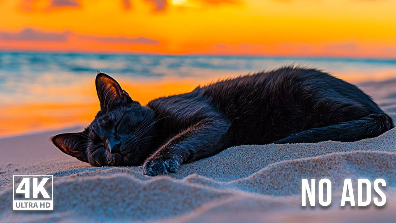 Christmas Night Cat Therapy 🌙Anti-Anxiety, Music For Cat To Stay Stress ...