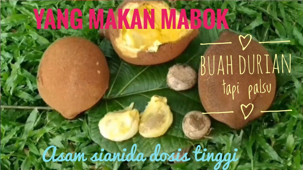 Buah kepayang yang menyehatkan - YouTube
