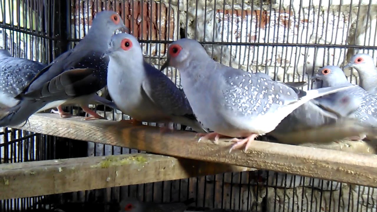 Rady to First Breed White Tail Diamond Doves 00923459442750 Zain Ali ...