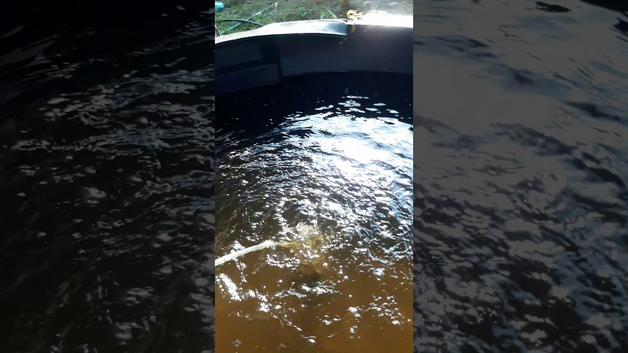 larvas de bocachico. prochilodus magdalenae - YouTube