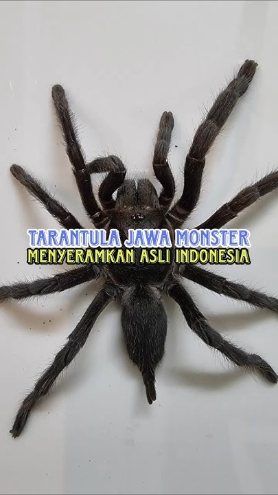 Laba-laba Sunda Ternyata Ada Di Pulau Jawa! #shorts #hewan - YouTube